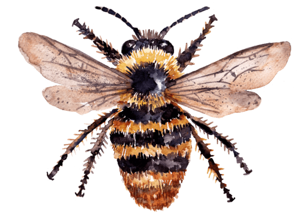 The Shrill Carder Bee: Bombus Sylvarum - Revive A Bee