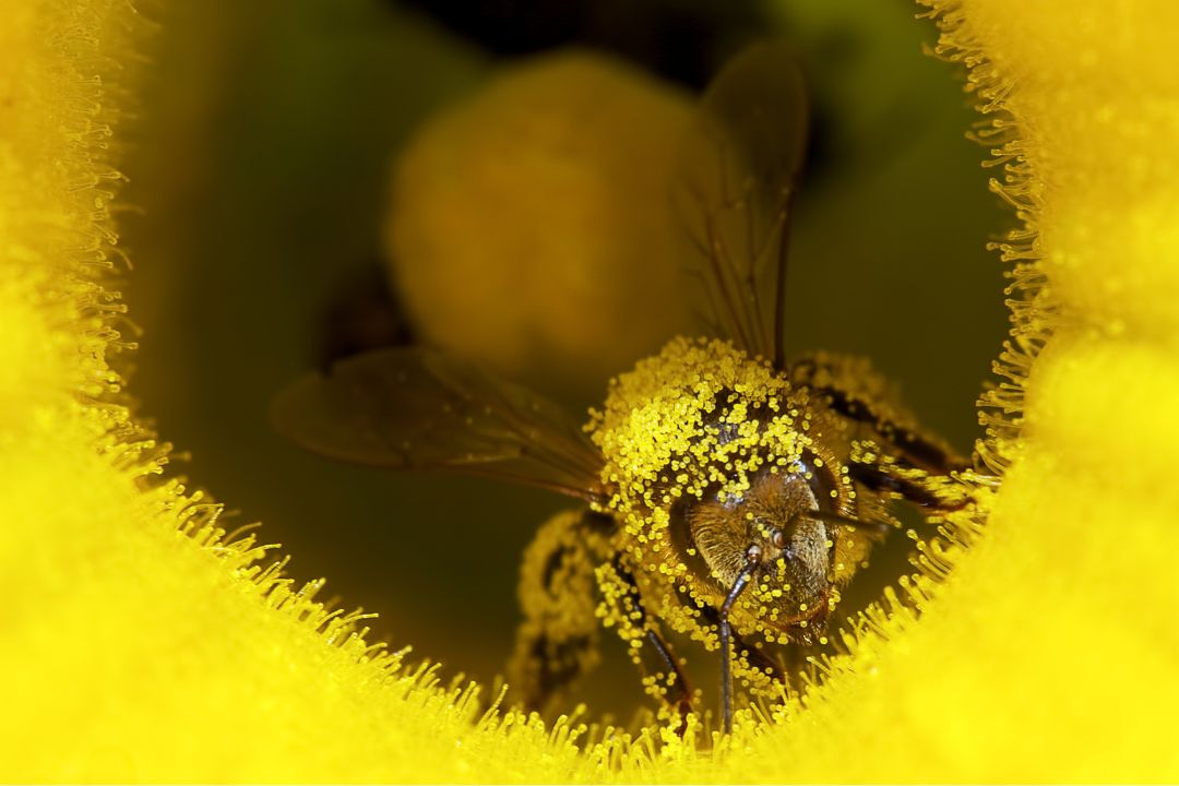 What Do Bees Eat? A Simple Guide