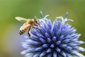 What Do Bees Eat? A Simple Guide