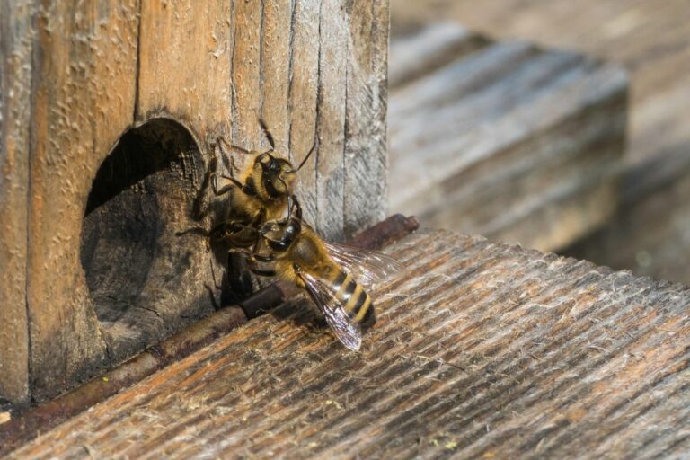 How Do Bees Defend Themselves? (A Fascinating Guide) - Revive A Bee