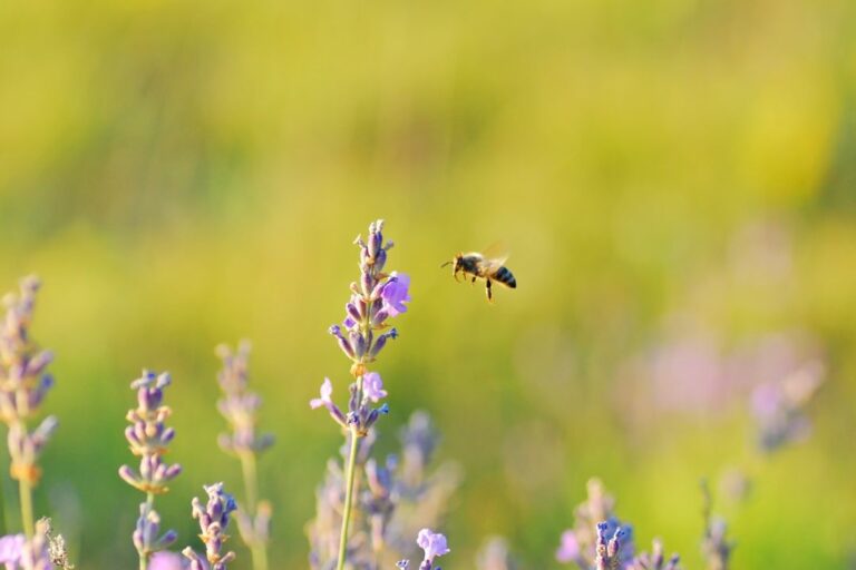 How Do Bees Defend Themselves? (A Fascinating Guide) - Revive A Bee