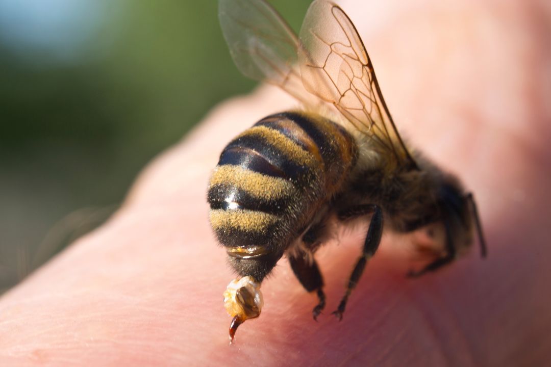 How Do Bees Defend Themselves? (A Fascinating Guide) - Revive A Bee