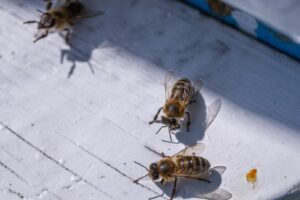 Can Bees Smell? (Scent & Bees Sense Of Smell Explained) - Revive A Bee