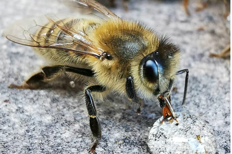 How Do Bees Drink Water? - Revive A Bee